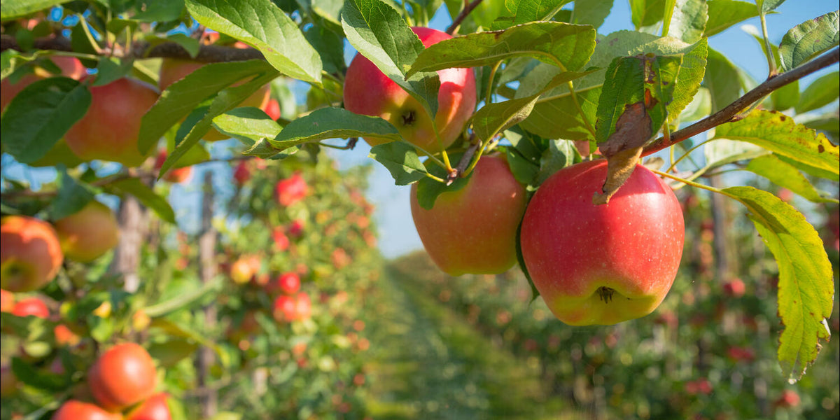 Apple Tree Facts: Fun & Engaging Insights - Raintree Nursery