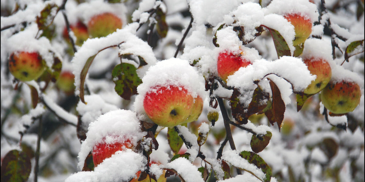 Apple Tree in Winter: Seasonal Care Tips — Raintree Nursery