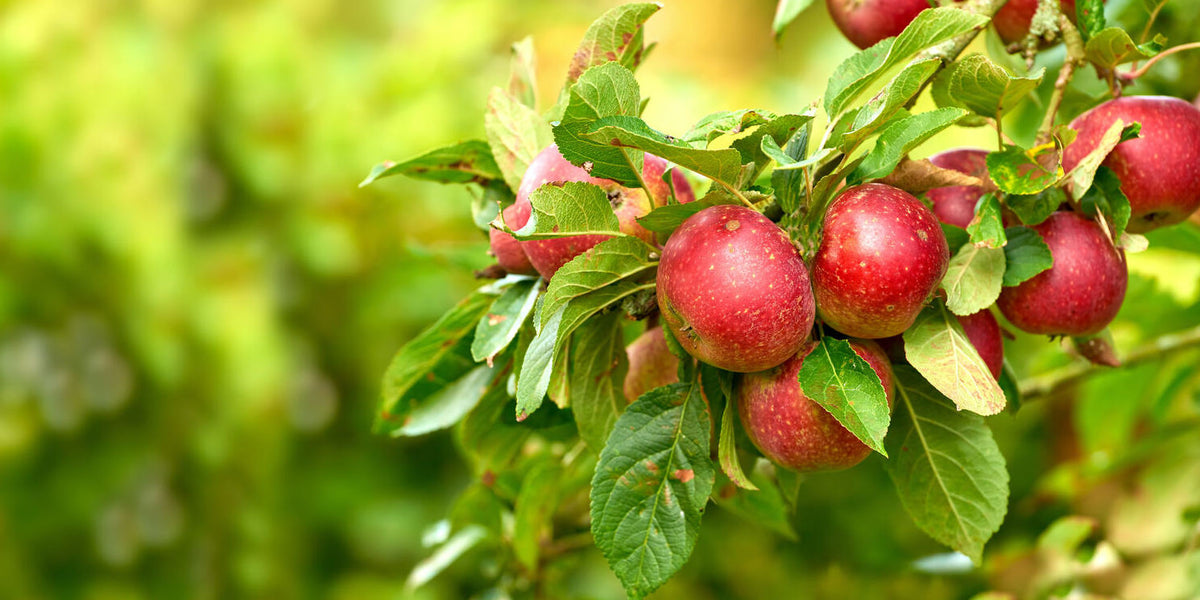 Apple Tree Spray Schedule: A Guide for Healthy Growth — Raintree Nursery