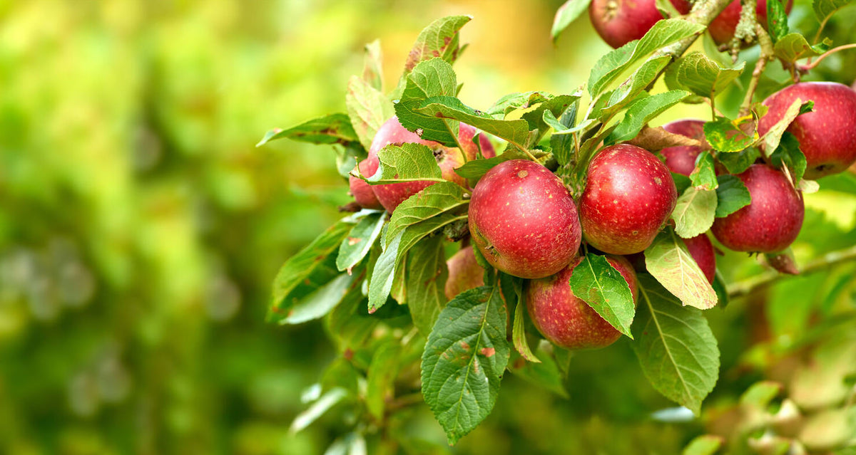 Apple Tree Spray Schedule: A Guide for Healthy Growth — Raintree Nursery