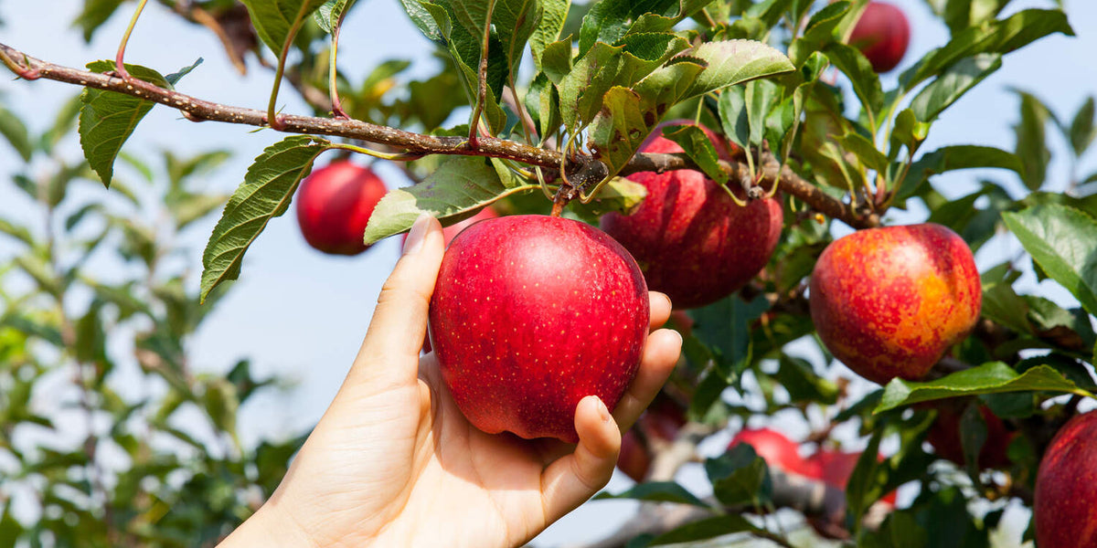 What Kind of Apple Tree Do I Have? Our Ultimate Guide - Raintree Nursery