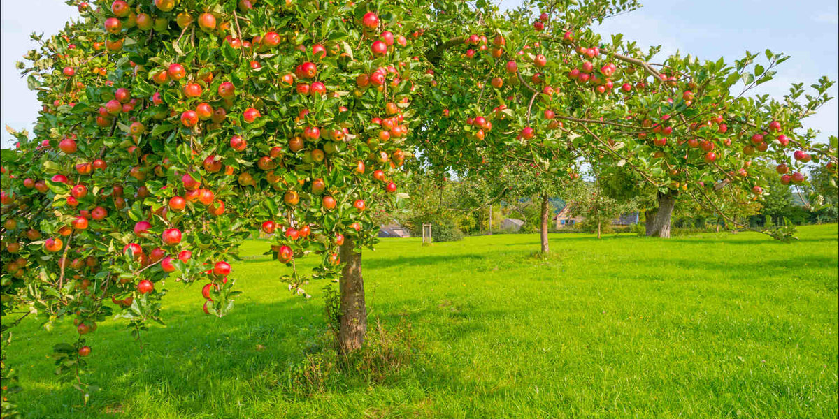 How Tall Do Apple Trees Grow? | Raintree Nursery
