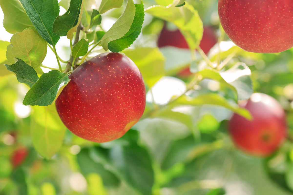 Can You Plant Apple and Peach Trees Together? Expert Guide - Raintree ...