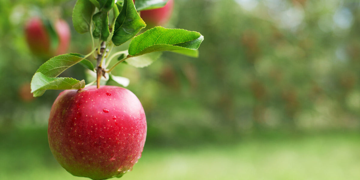 How to Propagate Apple Trees: Step-by-Step Guide - Raintree Nursery