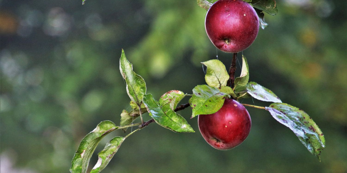 How to Grow an Apple Tree: Step-by-Step Guide — Raintree Nursery