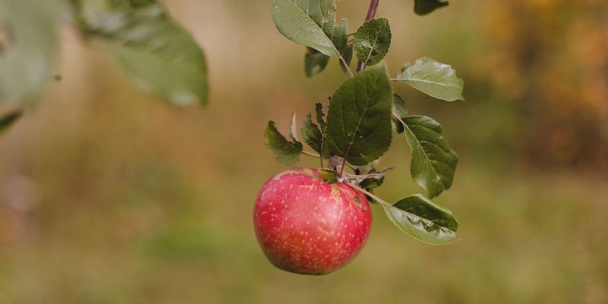 Organic Apple Tree Spray: What You Need to Know — Raintree Nursery