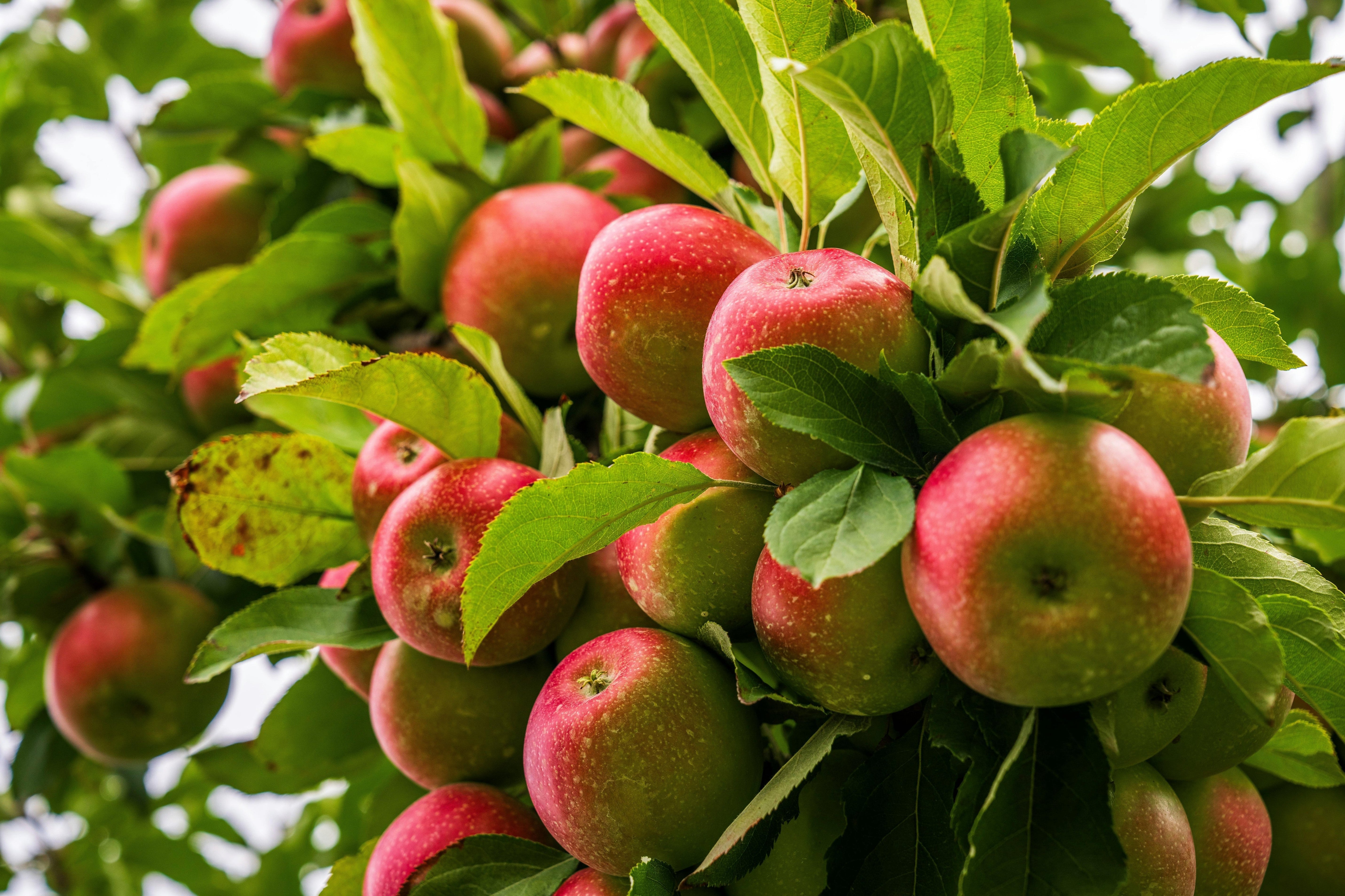 Apple Tree Harvest Time — Raintree Nursery