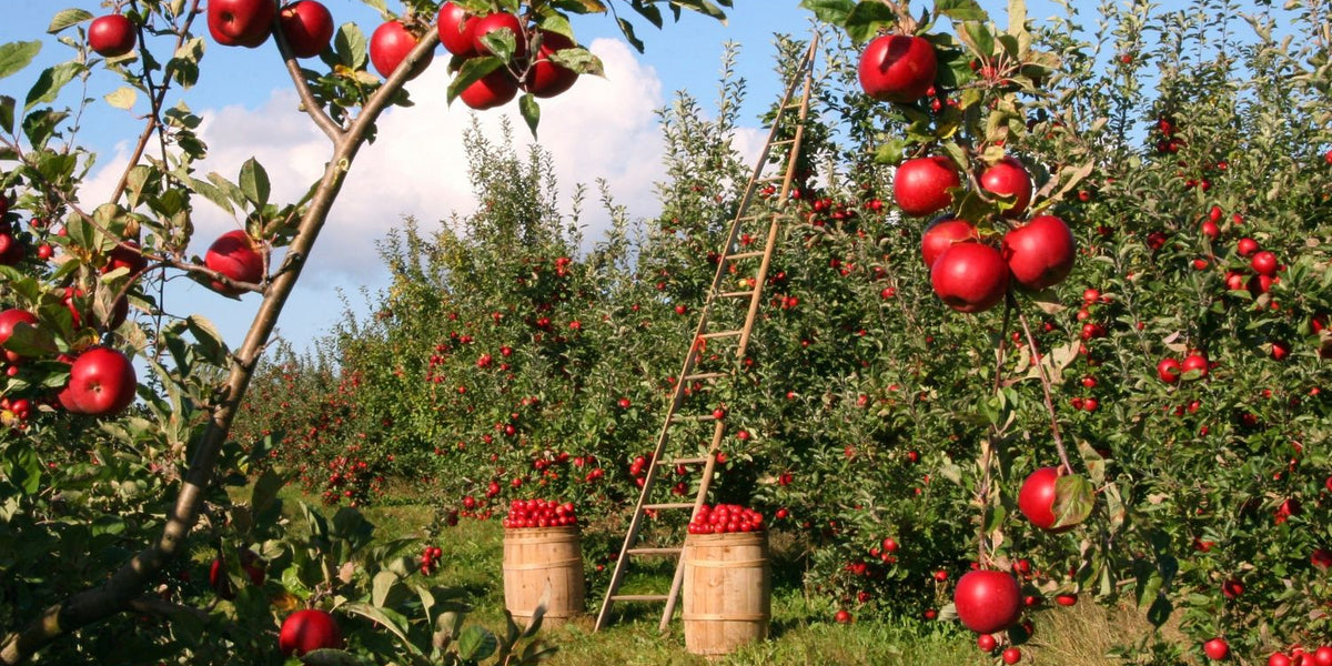 How Long Do Apple Trees Live: Lifespan of Apple Trees — Raintree Nursery