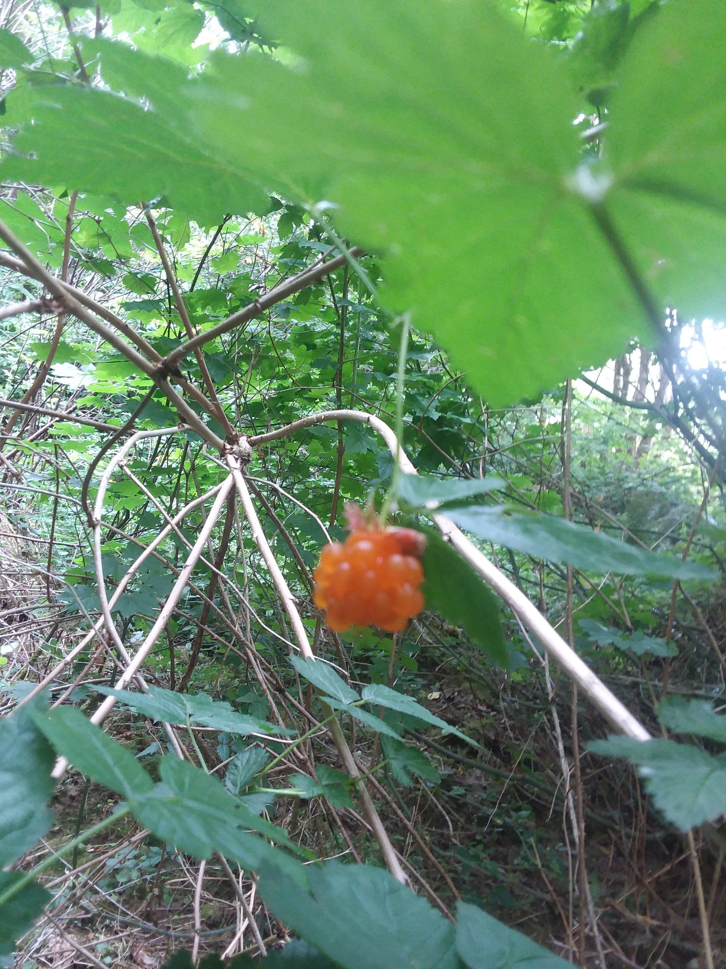 Pacific Northwest Edible Fruits - Raintree Nursery