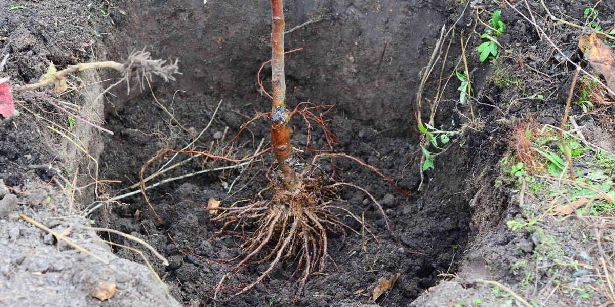 what do tree roots do