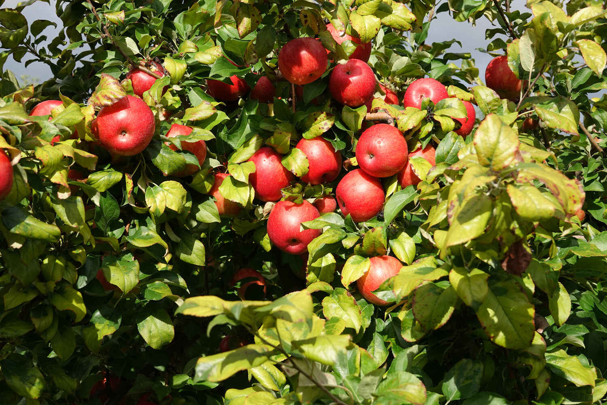 How Fast Do Honeycrisp Apple Trees Grow? Insights - Raintree Nursery