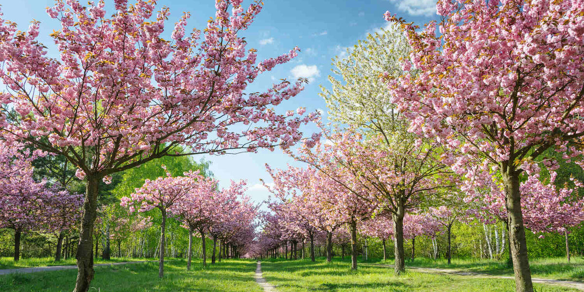 How Long Do Cherry Trees Live? Lifespan Insights — Raintree Nursery