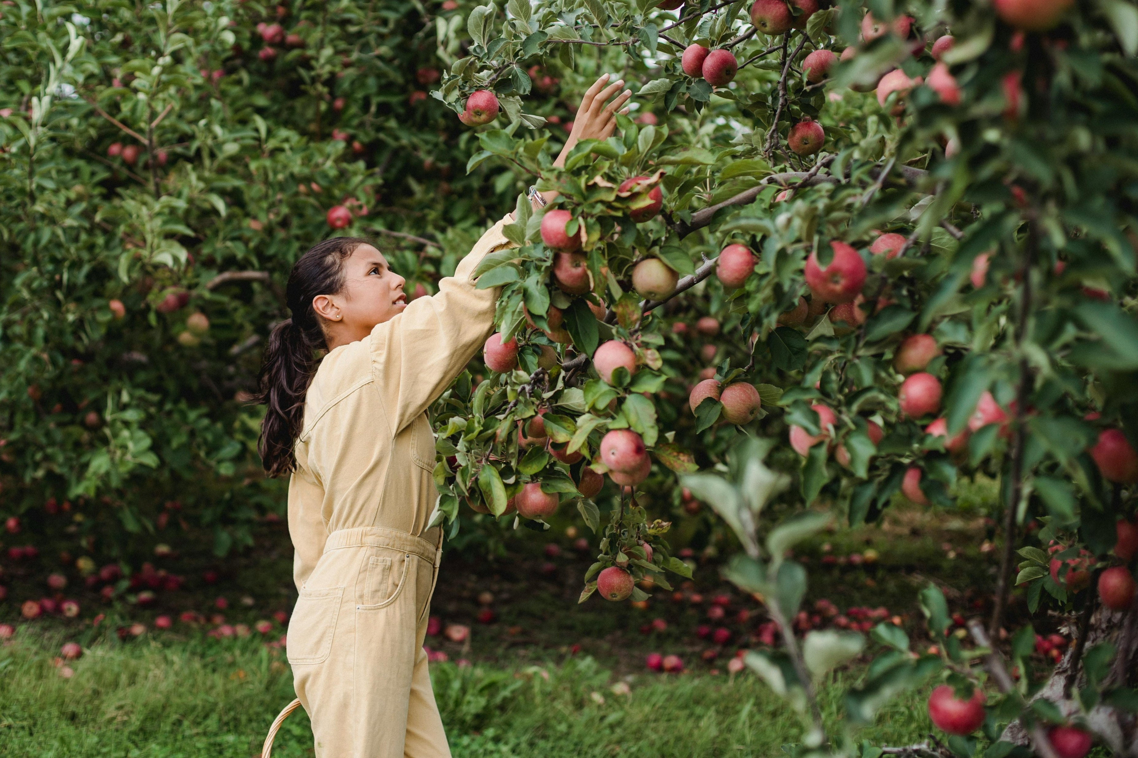 Summer Pruning Apple Trees for Healthier Harvests — Raintree Nursery