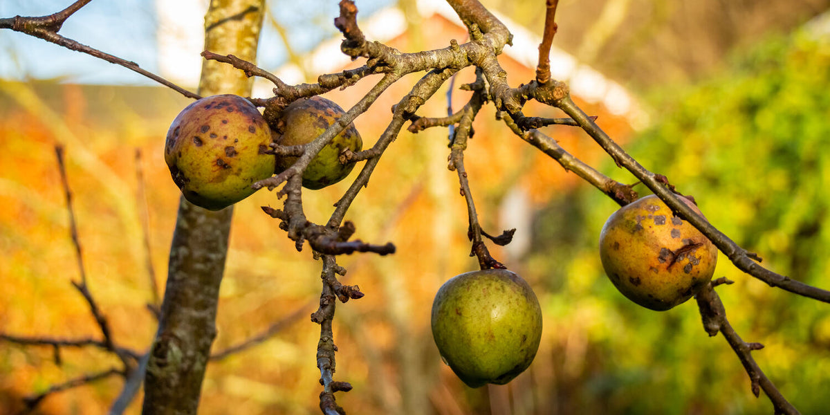 Why Is My Apple Tree Dying? – Raintree Nursery Guide