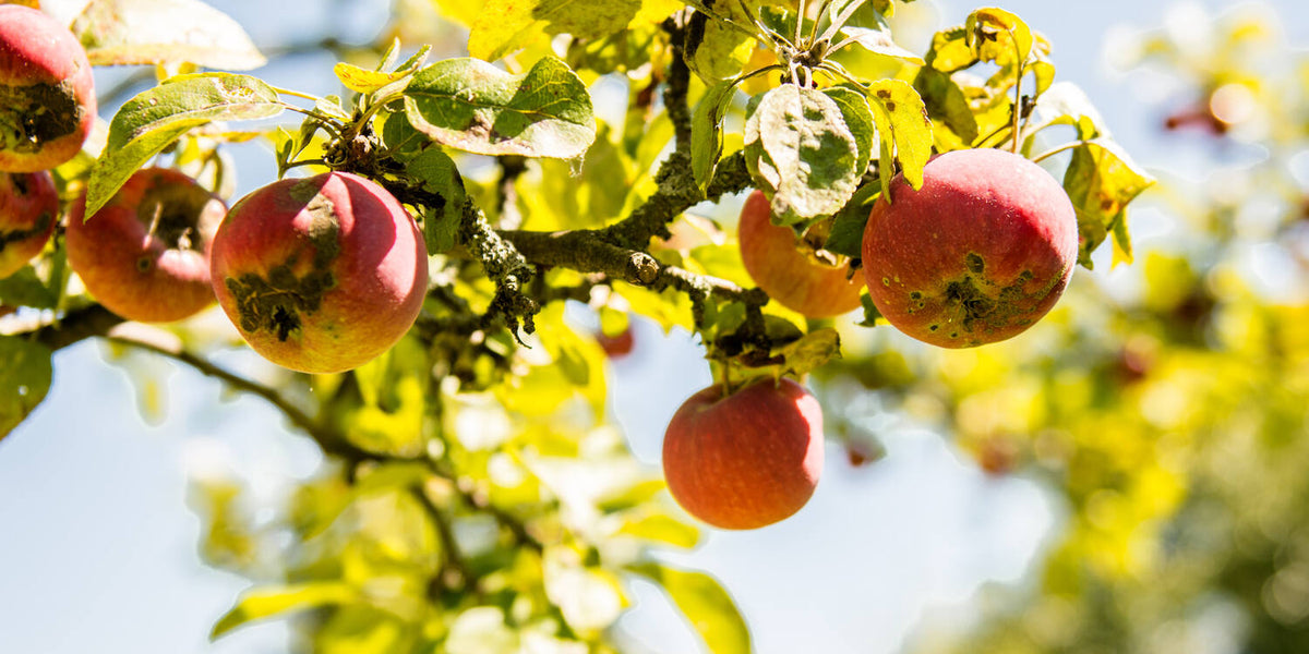Yellow Spots on Apple Tree Leaves Treatment | Guide - Raintree Nursery