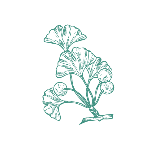 Ginkgo Trees — Raintree Nursery