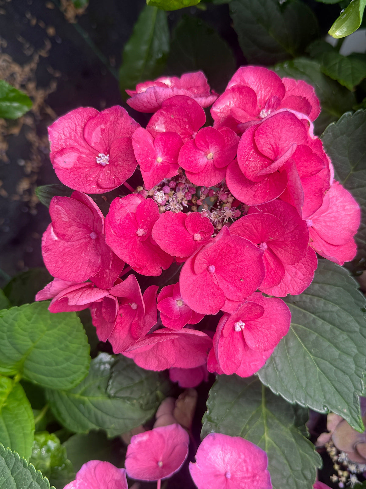 Cherry Explosion™ Hydrangea — Raintree Nursery