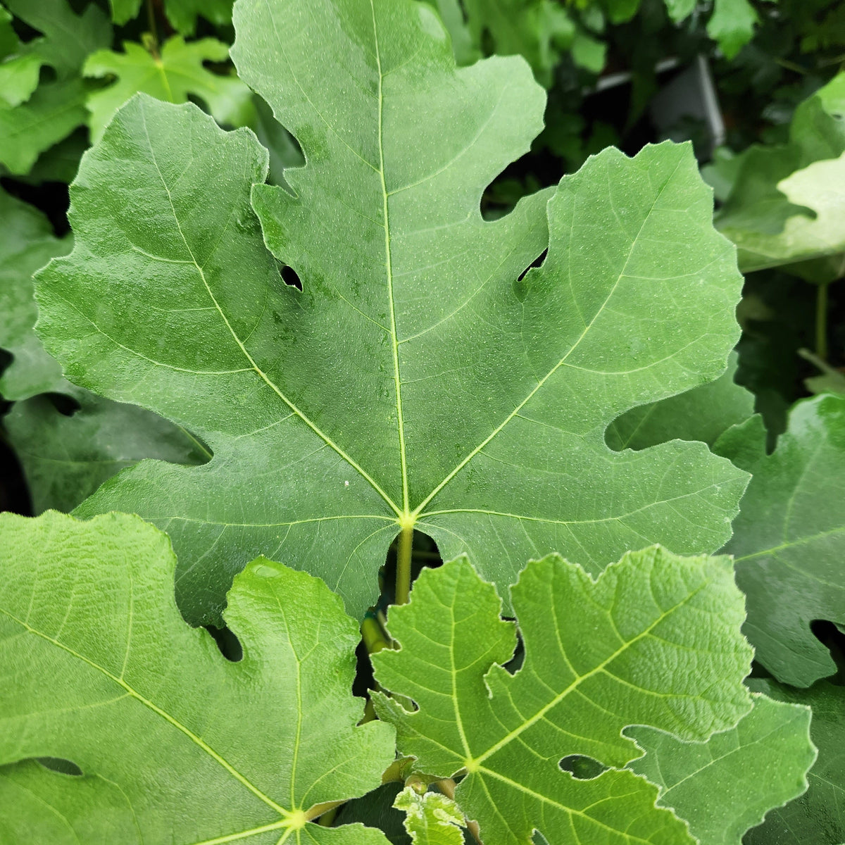 Pastilliere Fig — Raintree Nursery