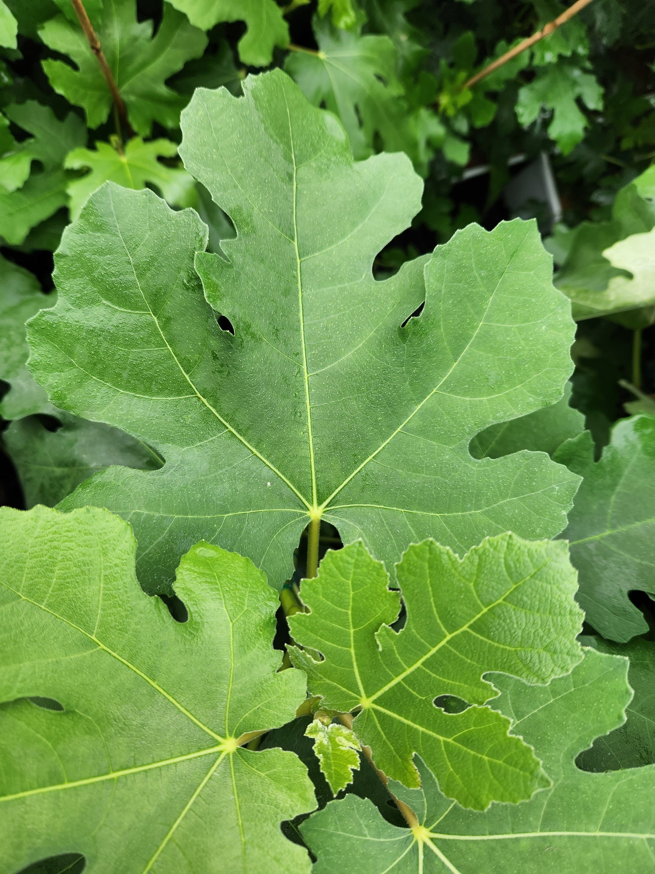 Pastilliere Fig — Raintree Nursery