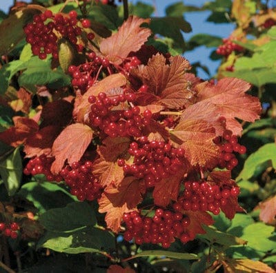 Kalinka™ Highbush Cranberry — Raintree Nursery