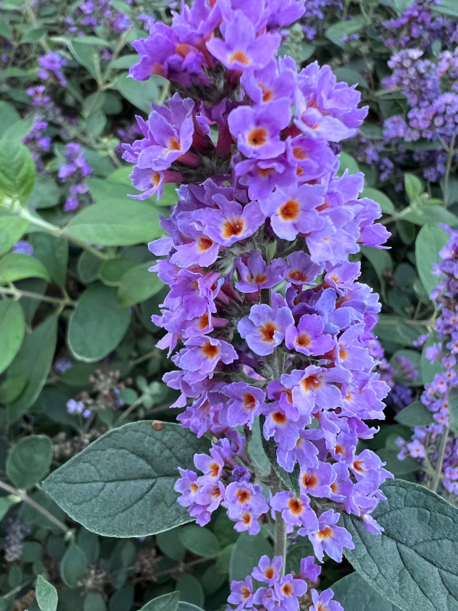 Ornamental Trees for Sale – Buy Ornnamental Trees — Raintree Nursery