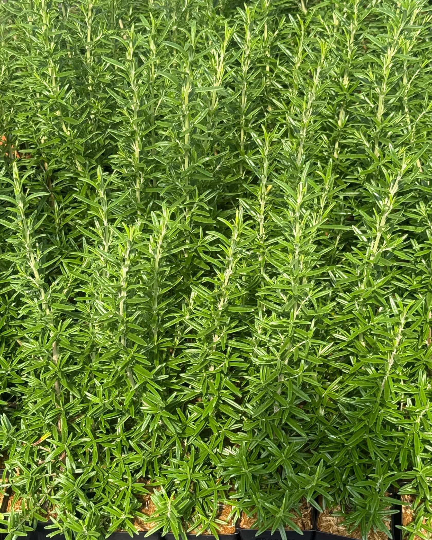 Finest Culinary Rosemary Bundle (6-Pack) — Raintree Nursery