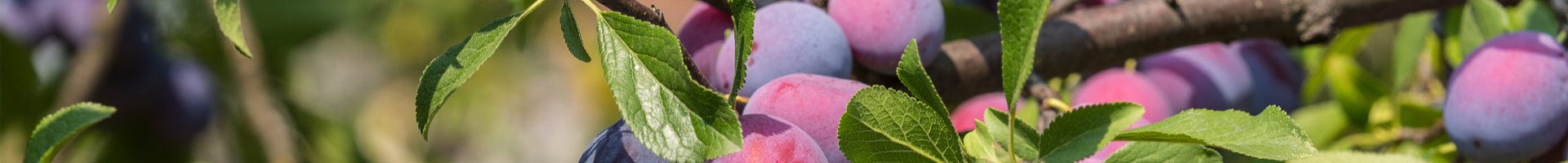 GROWING FRUIT TREES ROOTSTOCK GUIDE — Raintree Nursery