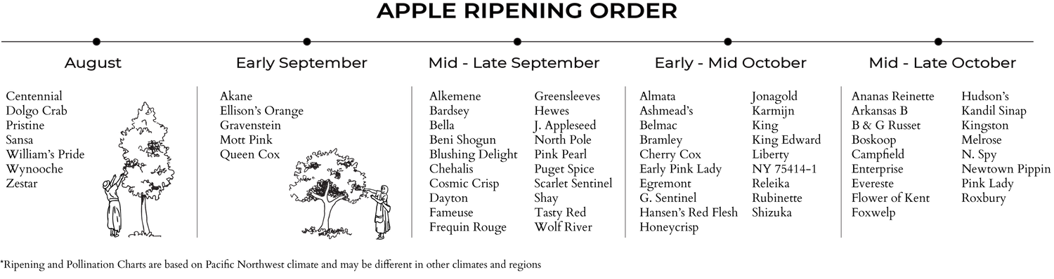 GROWING AN APPLE TREE