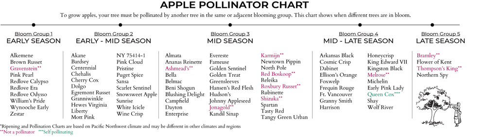 GROWING AN APPLE TREE