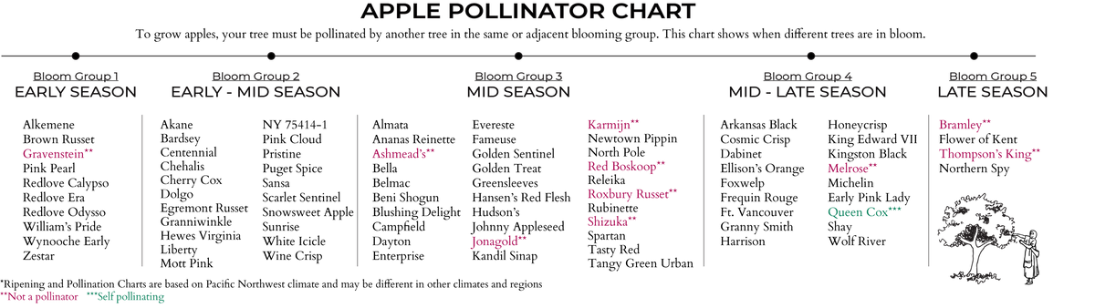 GROWING AN APPLE TREE