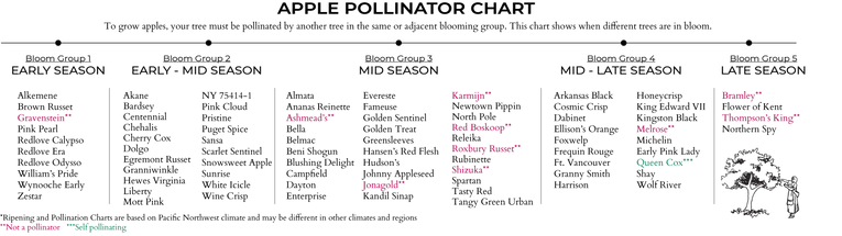 GROWING AN APPLE TREE