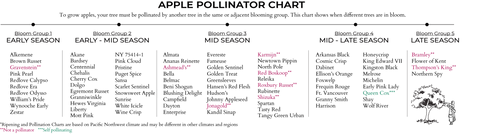 GROWING AN APPLE TREE — Raintree Nursery