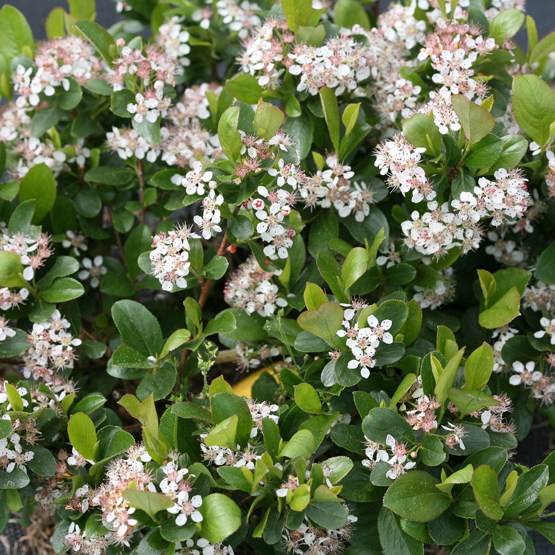 Low Scape Mound® Aronia - Raintree Nursery
