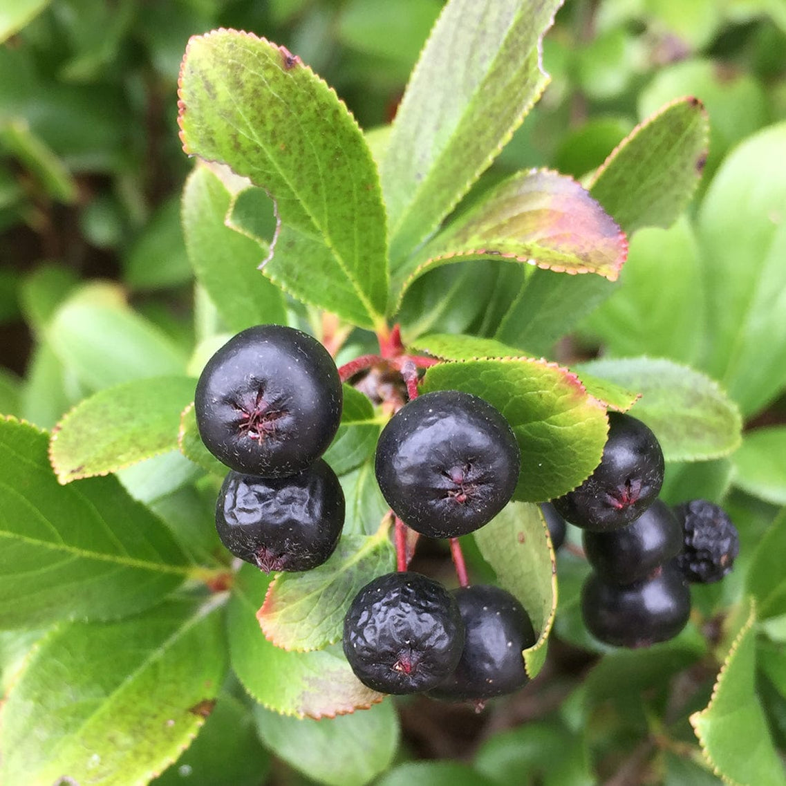 Aronia Plants — Raintree Nursery