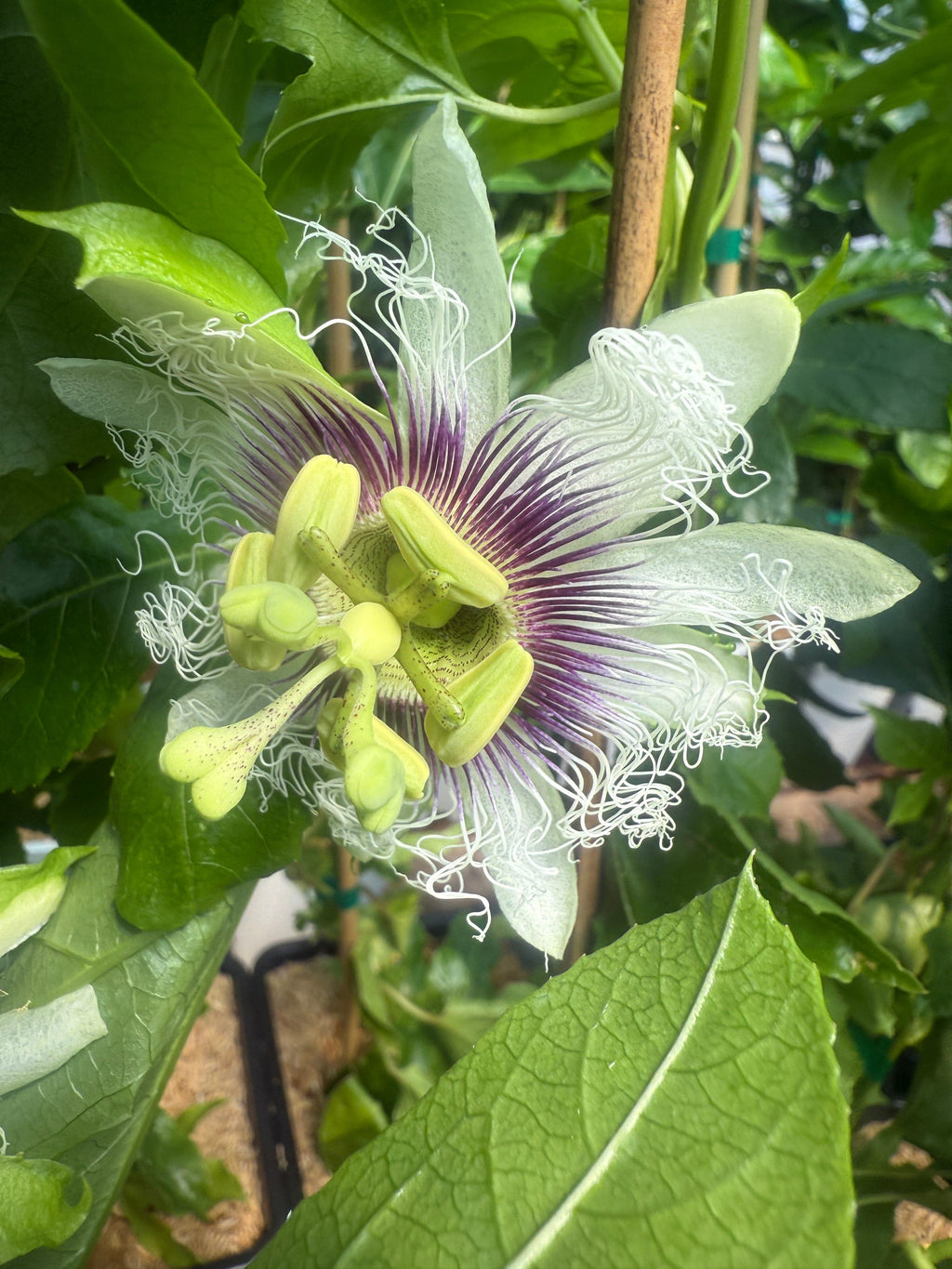Unusual Vines