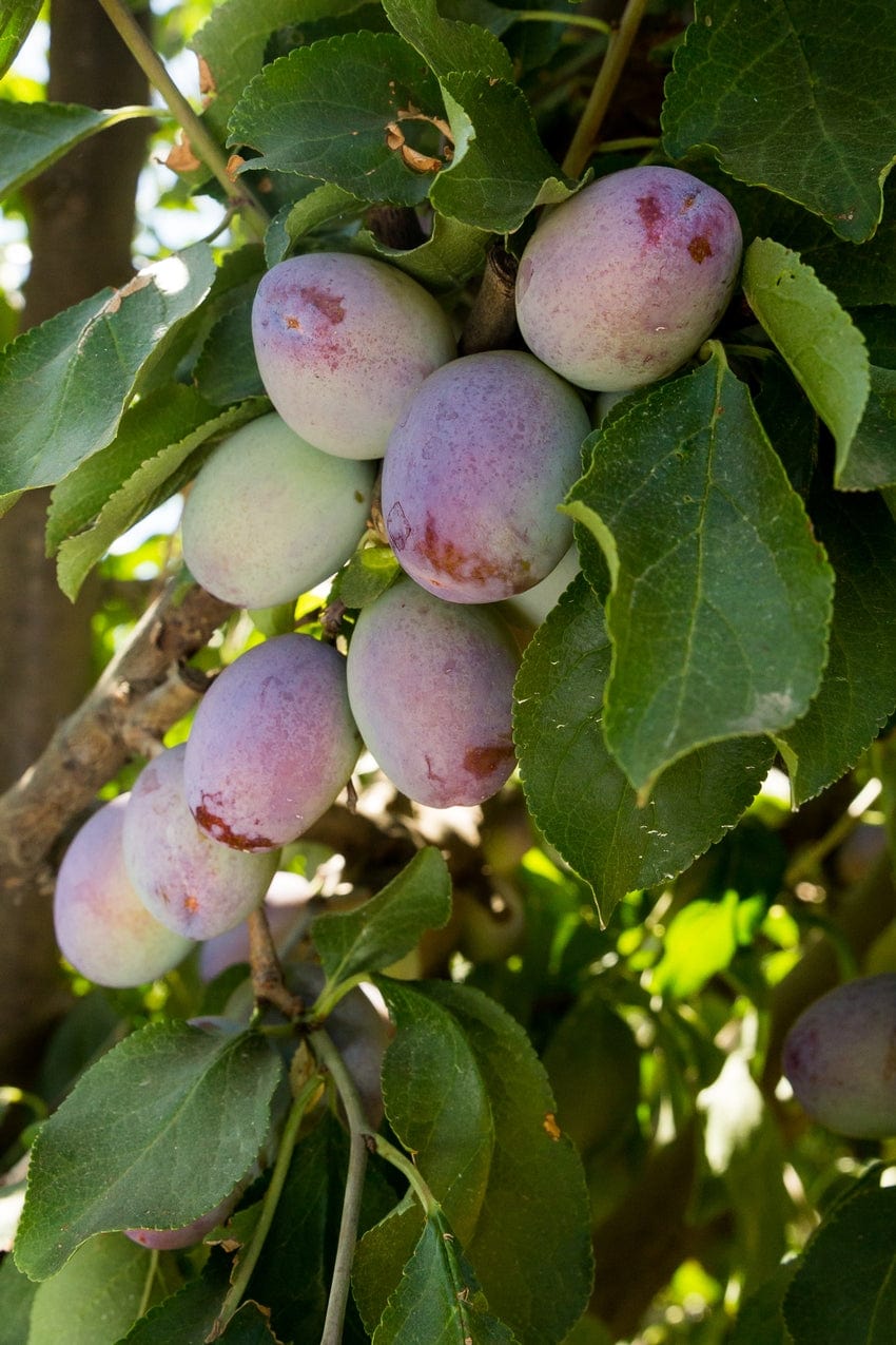 Muir Beauty Sugar Prune Plum — Raintree Nursery