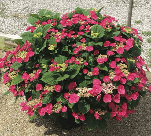 Cherry Explosion™ Hydrangea