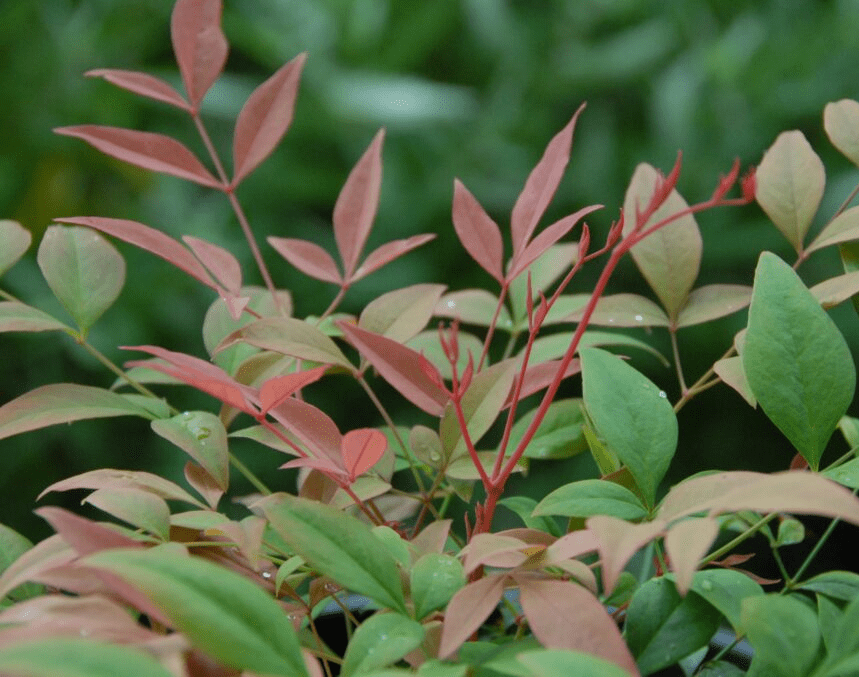 Gulf Stream Heavenly Bamboo — Raintree Nursery