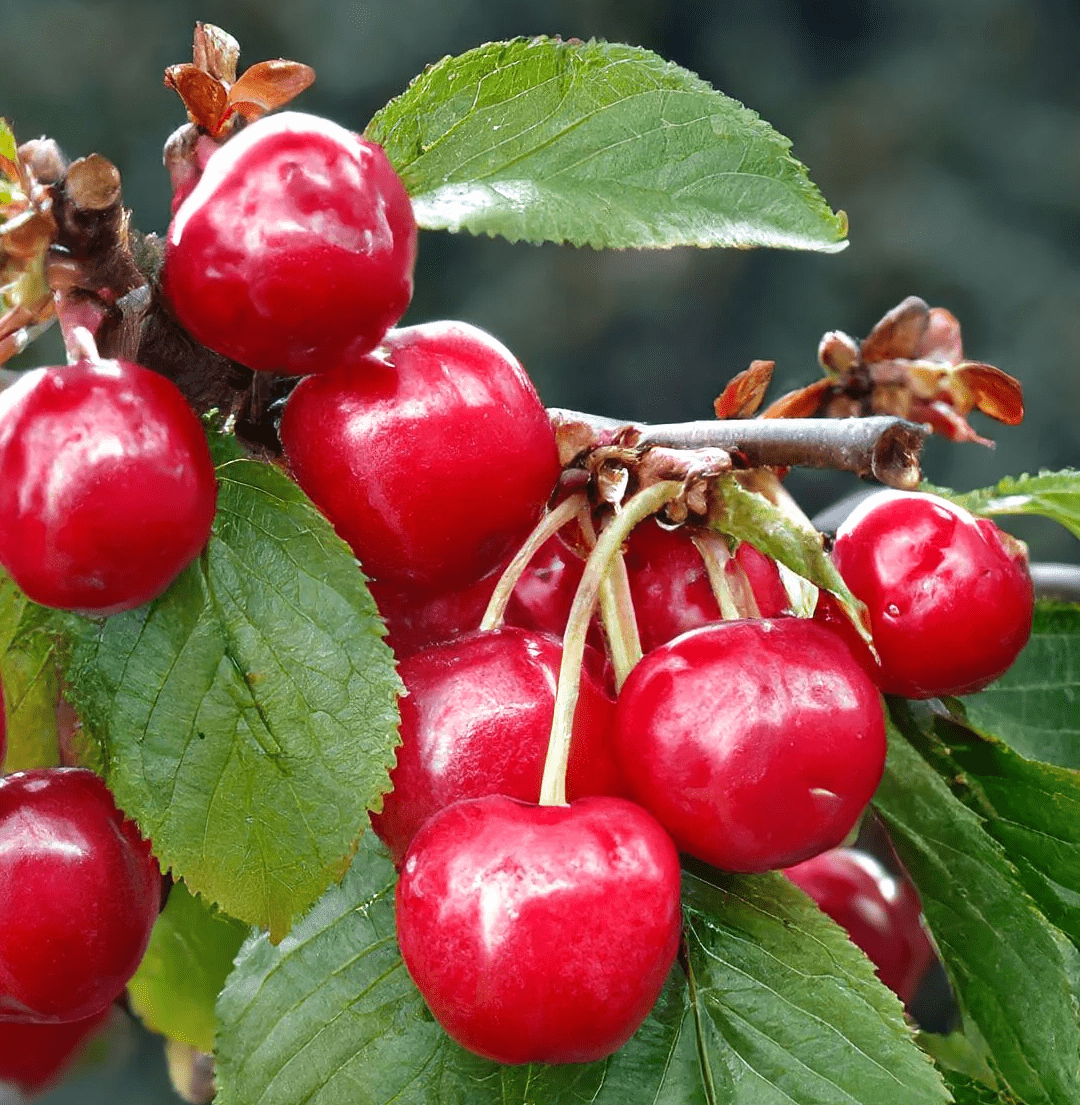 Crimson Passion® Cherry — Raintree Nursery