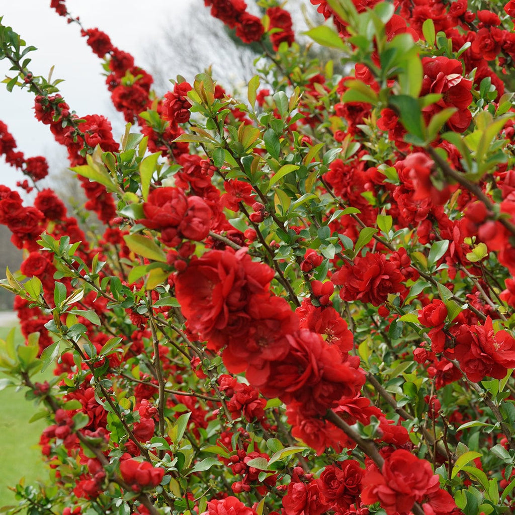 Flowering Quince Plants — Raintree Nursery
