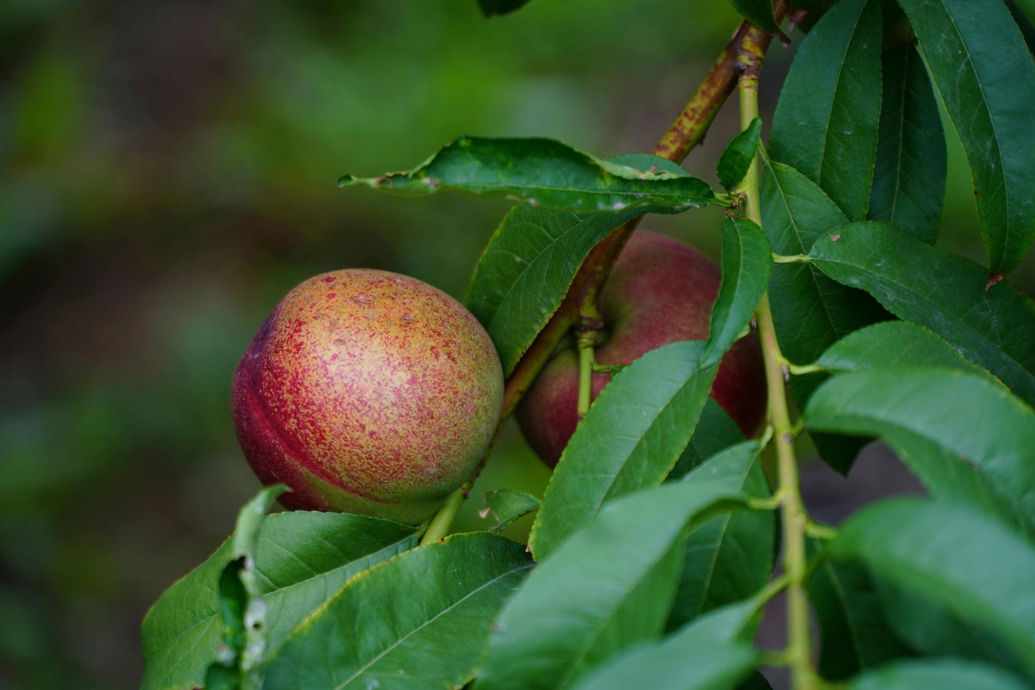Freckle Face Nectarine — Raintree Nursery