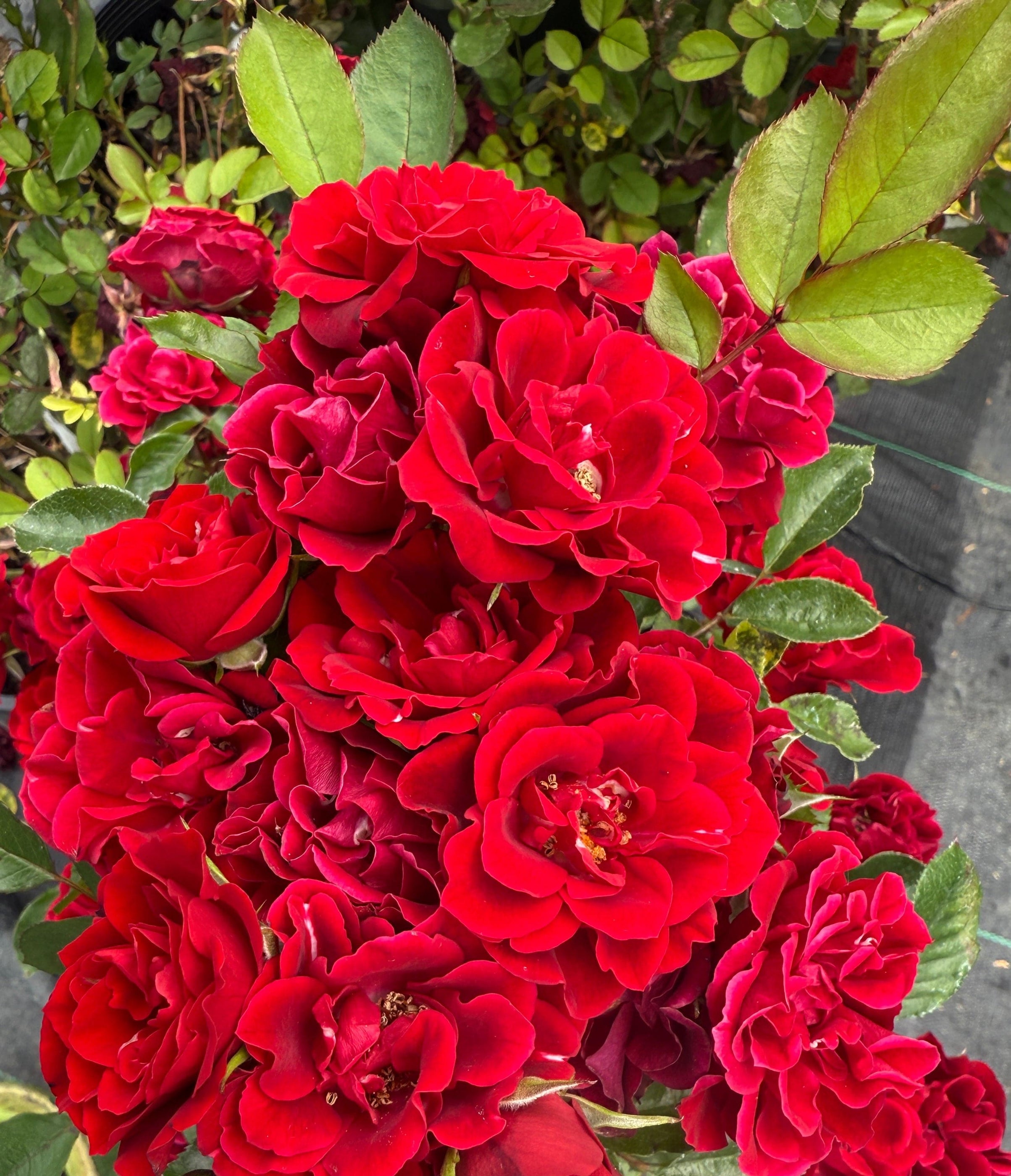 Rosa Red Sunblaze® — Raintree Nursery