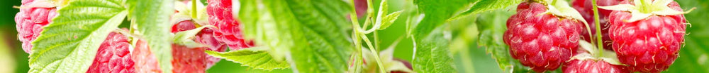 GROWING berries RASPBERRIES