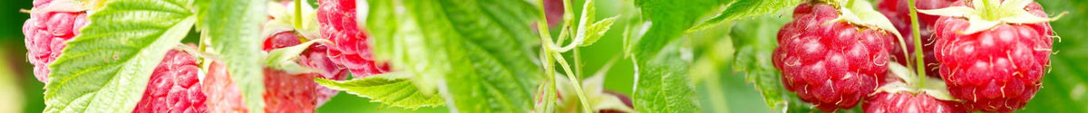 GROWING berries RASPBERRIES