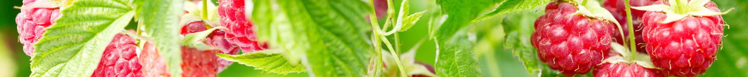 GROWING berries RASPBERRIES