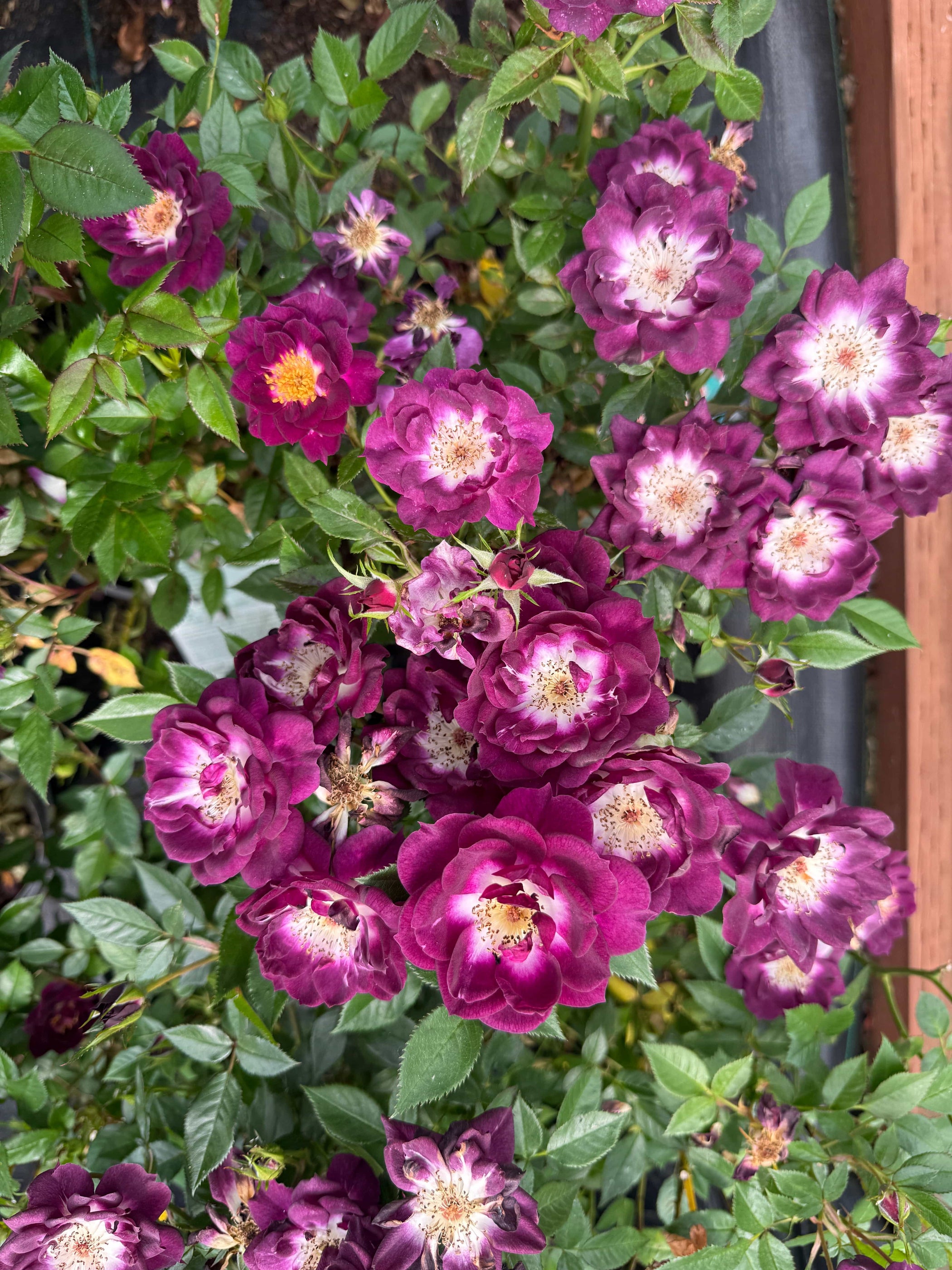 Rosa Diamond Eyes™ — Raintree Nursery