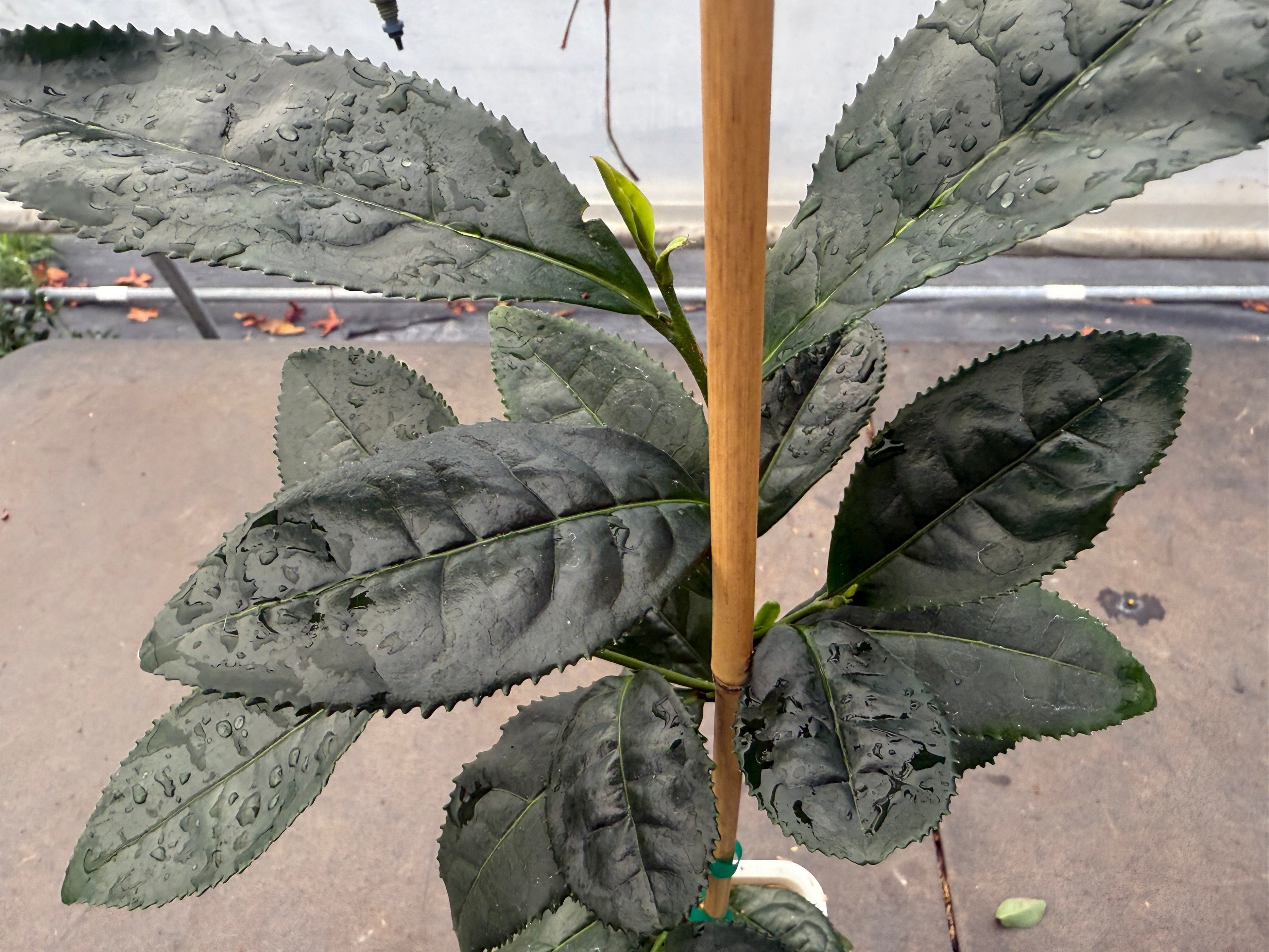 Large Leaf Tea — Raintree Nursery