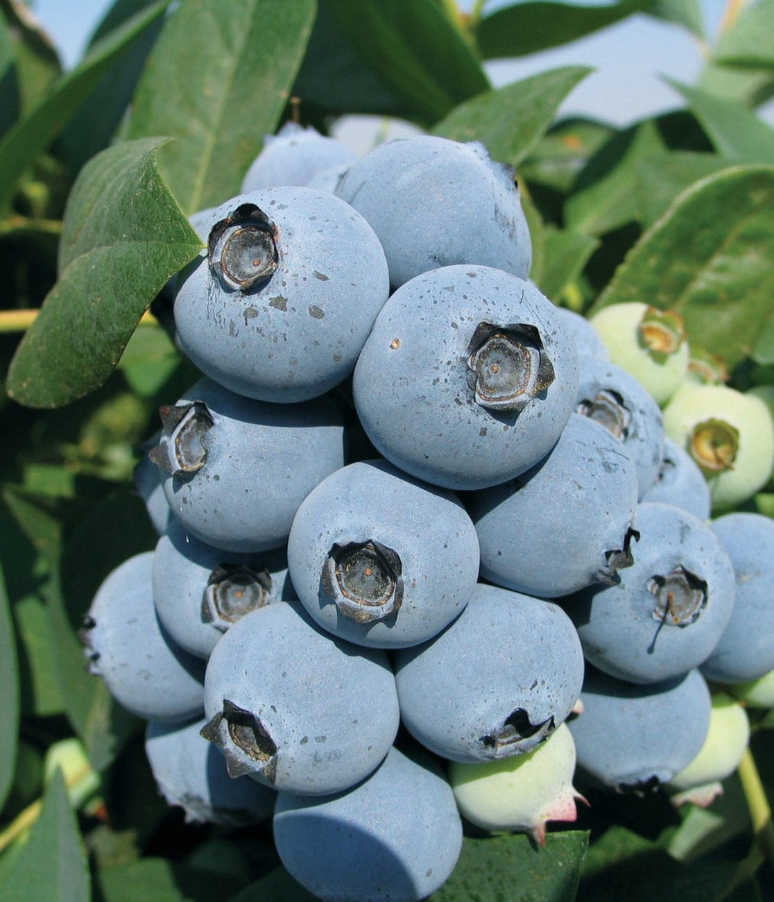 Highbush Blueberry Plants | Grow Delicious Tasting Fruits — Raintree ...