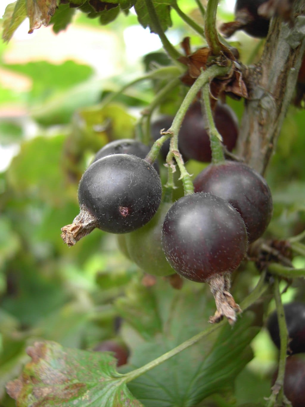 Giant Jostaberry - Raintree Nursery
