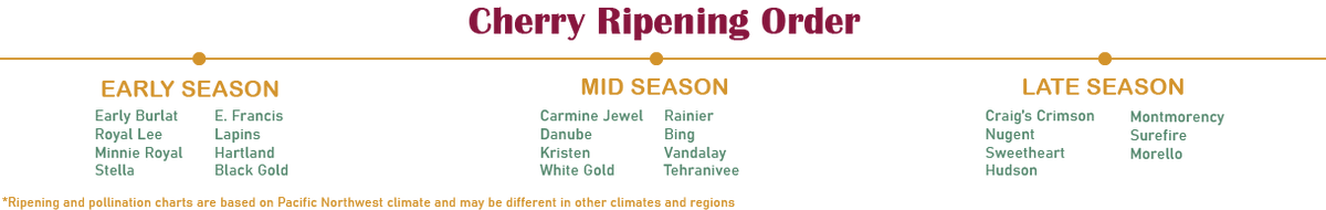 GROWING FRUIT TREES CHERRIES